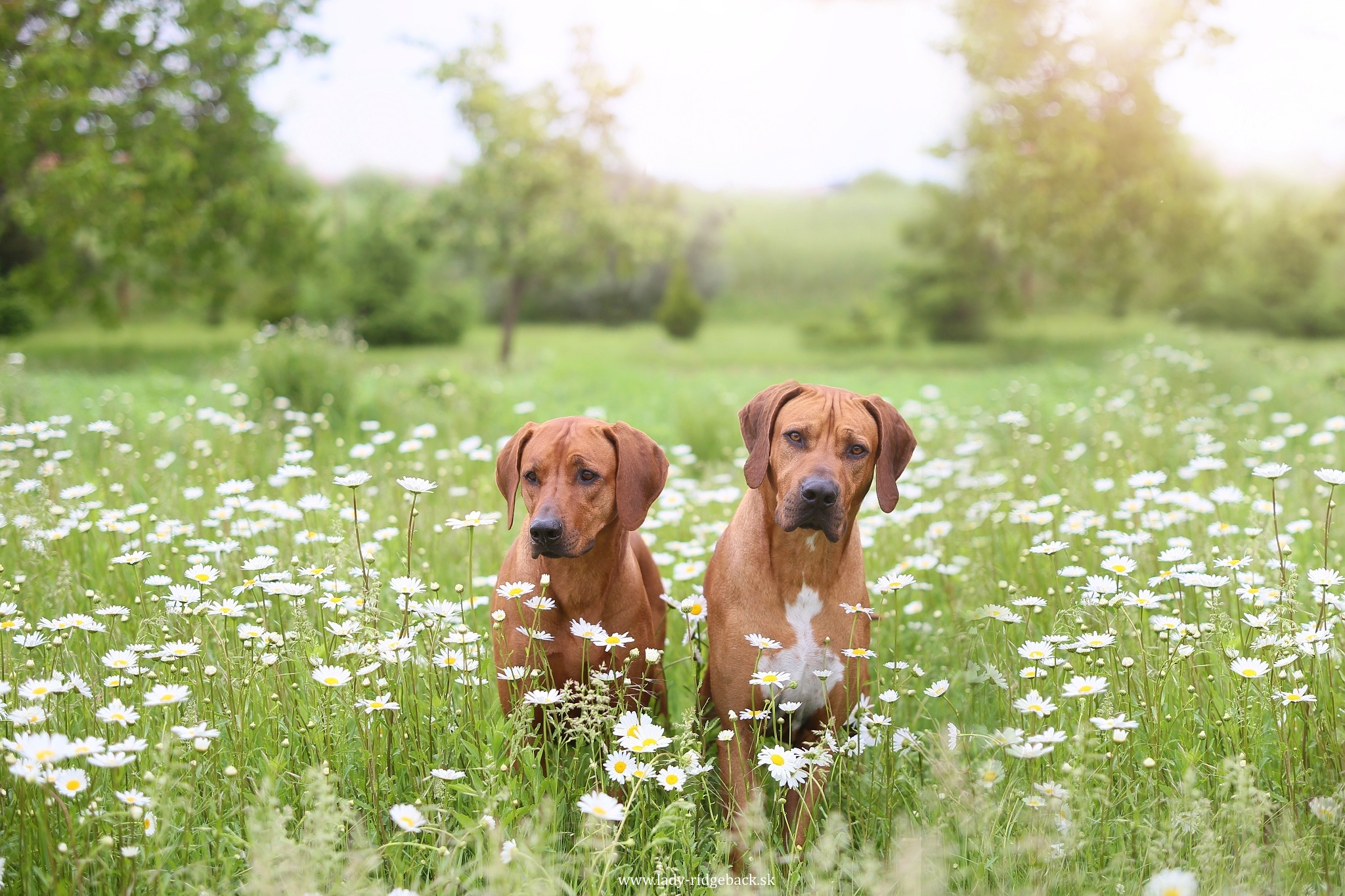 Home - LUANDA Rhodesian Ridgebacks